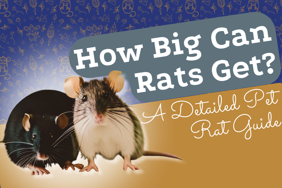 How Big Can Rats Get A Detailed Pet Rat Guide How Big Can Rats Get A Detailed Pet Rat Guide